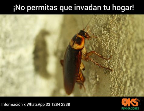 ¡fumigación Vs Cucarachas Somos Fumigaciones Qks