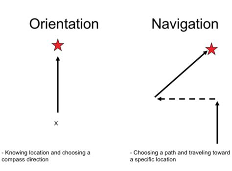Comparative Psychology W8 Spatial Navigation Flashcards Quizlet Comparative Psychology W8 Spatial Navigation Flashcards Quizlet