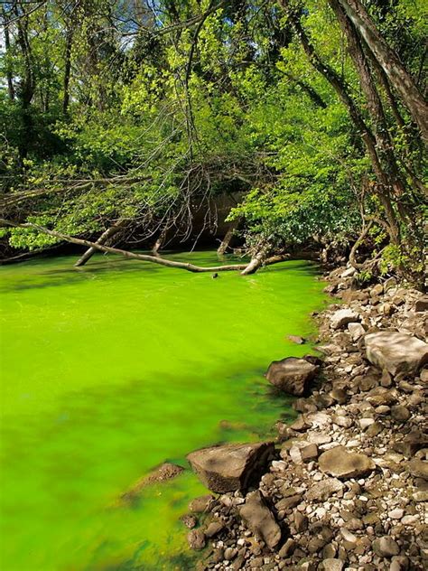 Eutrophication Definition Causes Types Process Examples