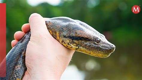 Cazadores Matan A Ana Julia La Anaconda Más Grande Del Mundo Grupo
