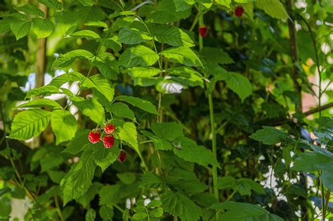 Raspberry Fruit Red Free Photo On Pixabay Pixabay