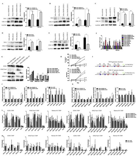 EZH activates the Wnt β catenin pathway through direct transcriptional Download Scientific