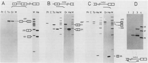 A To C Rnase A And Rnase Ti Mapping Of The Hp Pre Mrna Expressed In