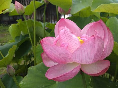 【袋井市】豊沢の法多山で、「新緑まつり」が開催中！「なぞなぞラリー」に参加して、「いちごみるくだんご」をいただきましょう♪ 号外net