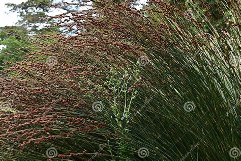 Rushes Juncus 1 Stock Image Image Of Juncus Wetter 256084401