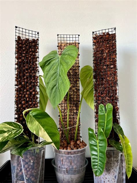 Plant Support Pole Half Etsy Plant Supports House Plants Half