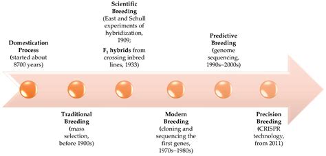 Maize Breeding From Domestication To Genomic Tools