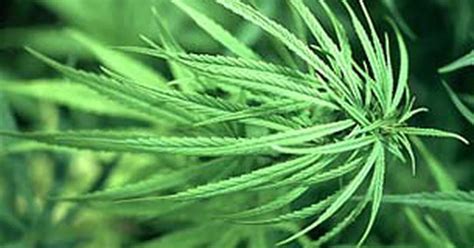 Arbol de marihuana pegado a la comisaría Infobae