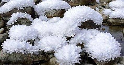 Ice Flowers Formed In Italy Imgur