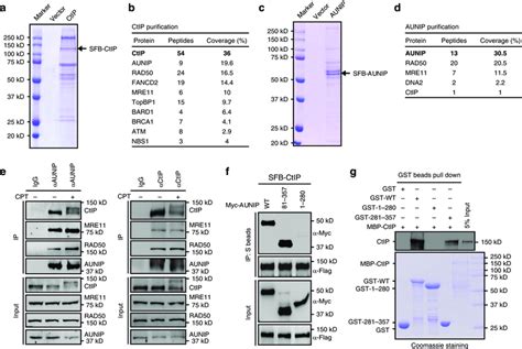 Identification Of Aunip As A Ctip Associated Protein A C Ctip A Or