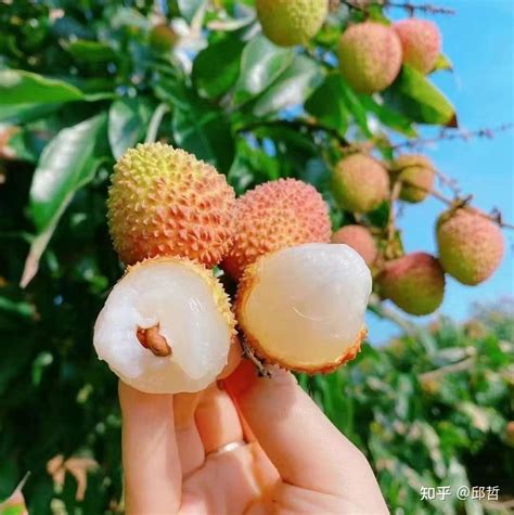荔枝的品种、区别、挑选、食用、注意事项及保鲜方法 知乎