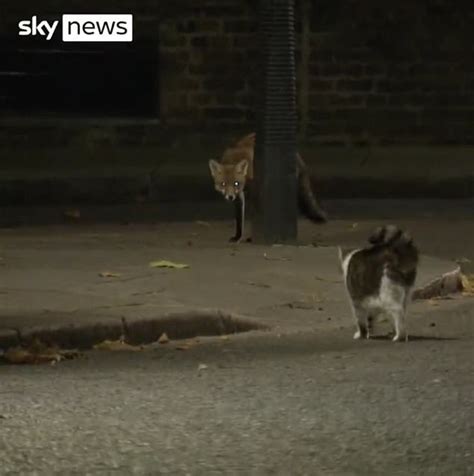 Larry The Cat Takes On Fox Outside No 10 Downing Streets Daily Mail