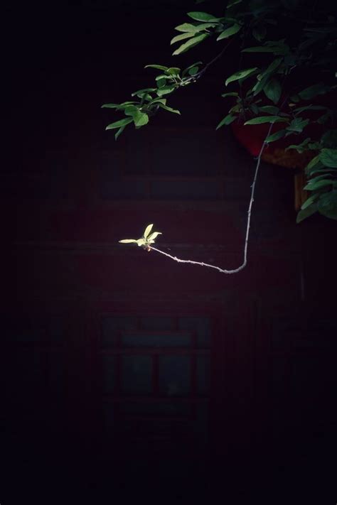 古建寺院人文景观 摄影23Photo GCDesign Sumi e Flores Animales