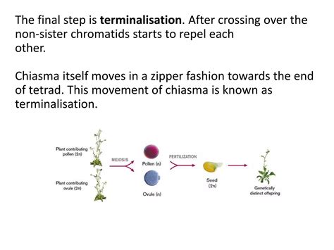 Meiosis Crossing Over Pptx