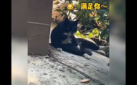 讨厌没有边界感的小猫咪 萌宠治愈屋 萌宠治愈屋 哔哩哔哩视频