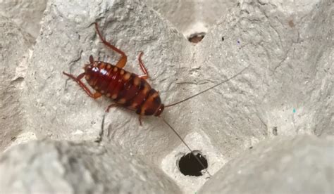 Brown Banded Cockroaches In Florida Signs Of Infestation