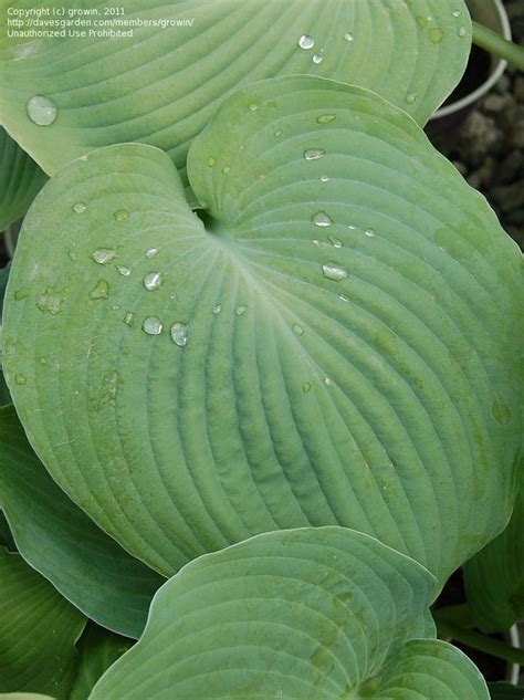 PlantFiles Pictures: Hosta 'Blue Angel' ( Hosta ) by Justaysam