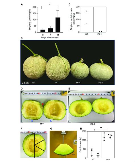 Evaluation Of Shelf Life In Melon With Modified Cmaco1 A Ethylene