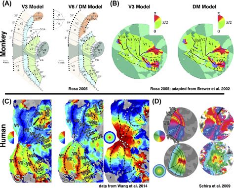 Visuotopic Organization Of Primate V3 Top V3 And Dm Visual Fi Eld Download Scientific
