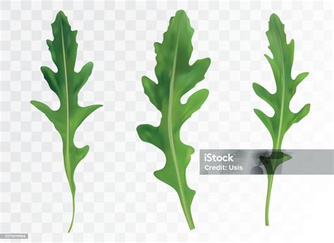 녹색 잎 Arugula 투명 한 배경에 격리 신선한 샐러드 또는 루콜라 컬렉션 녹색 잎 아루굴라 메뉴 샐러드 3d 벡터 그림