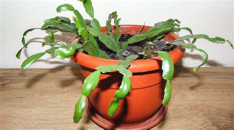 11 Signs Its Time To Repot Your Christmas Cactus
