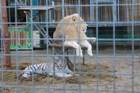 Lion Et Tigre Photo Stock Image Du Nature Faune Chat