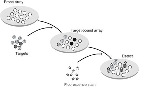 Typical Microarray Based Assay A Microarray Is Incubated With A Download Scientific Diagram