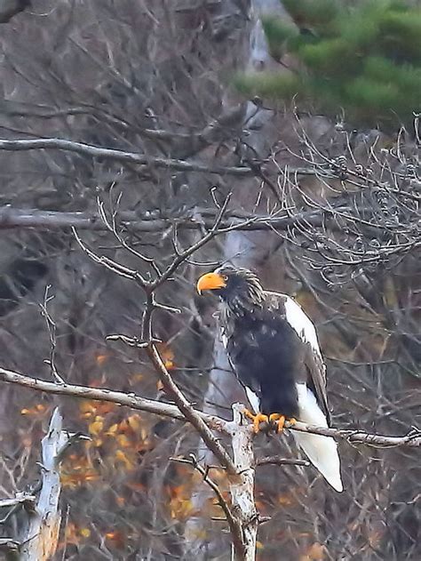 12 2 山本山のお婆ちゃん マキデーオの鳥撮り日記