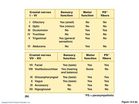 PPT Cranial Nerves PowerPoint Presentation Free Download ID 2034088