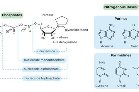 Nucleosides Nucleotides And Nucleic Acids Sciencemission