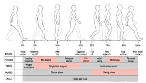 Gait And Balance Flashcards Quizlet