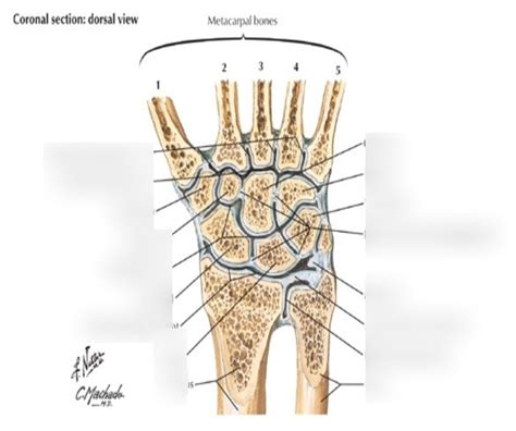 Radiocarpal Wrist Joint Diagram Quizlet