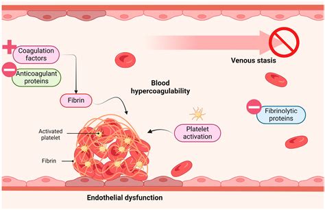 Cimb Free Full Text Contribution Of Endothelial Dysfunction To