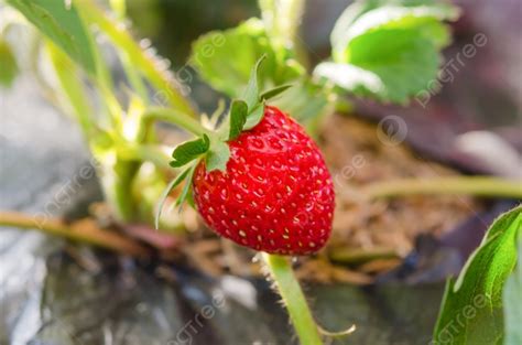 Fresh Strawberry Fresh Strawberry Plants Already Ripe To Harvest Photo