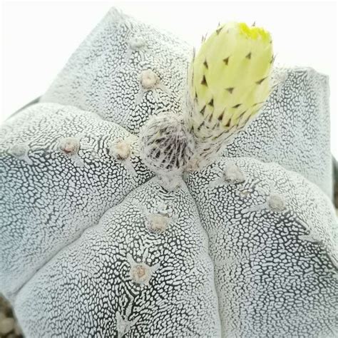 Astrophytum Myriostigma Cv Onzuka V Type 14 Cm Cactaceae Giromagi