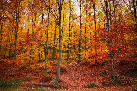【2019】見頃は？ペットと行ける関東の紅葉名所おすすめ16選 Doghuggy