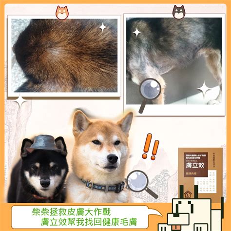 【毛小孩飼主分享文004】 柴犬 寵樂芙petlove