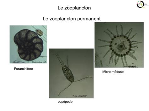 A la découverte du plancton