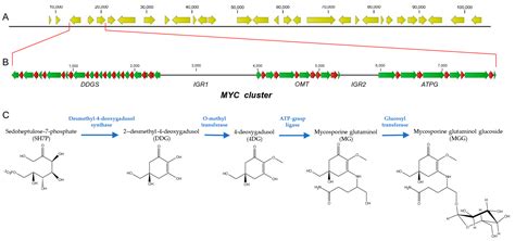 Ijms Free Full Text Unraveling The Molecular Basis Of Mycosporine