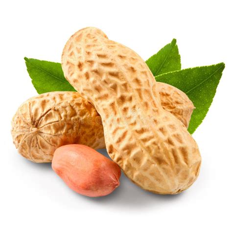 Arachide Image Stock Image Du Nourriture Cosse Fruits