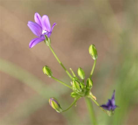 Species Spotlight Thread Leaved Brodiaea The Nature Reserve At
