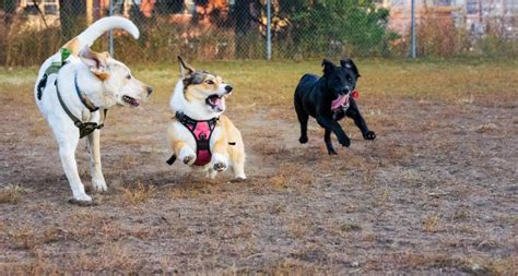 Yolo Corgi Object Detection Model By Corgi