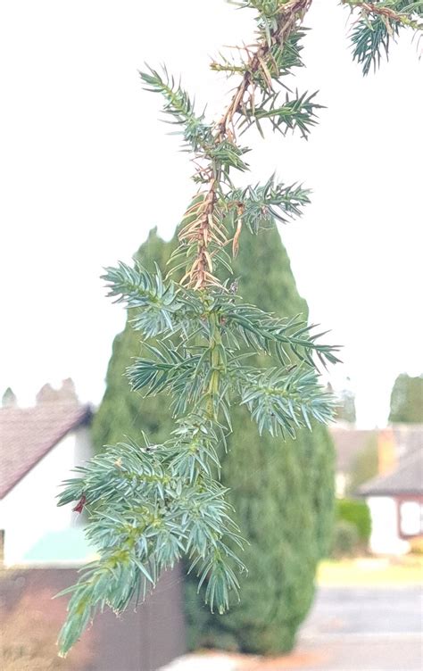 Help Needed To Identify This Tree Tree Identification Pictures Arbtalk The Social Network