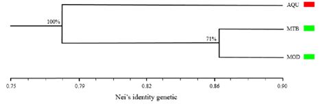 Upgma Dendrogram Based On Nei S Genetic Identity Among Syagrus Download Scientific Diagram