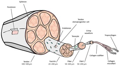 Implications Of Tissue Engineering For Tendon Repair And Regeneration