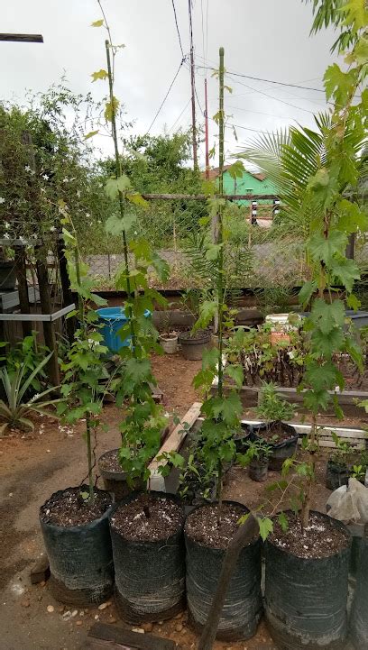 Pembibitan Tanaman Hutan Dan Perkebunan Cv Agroforestry Indonesia