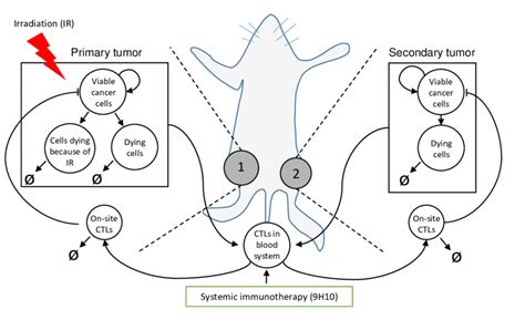 Schematic Of The Experimental Setting Model Compartments And