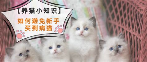 如何避免新手买到病猫 知乎
