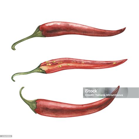 전체 및 잘라 빨간 칠리 고추 꼬투리가 흰색 배경에 고립되어 있습니다 식물 수채화 손으로 그린 녹색 줄기가 있는 매운 야채의 그림 포장 디자인 레스토랑 메뉴 주방용 개체