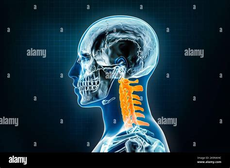 Vue Latérale Ou De Profil Des Vertèbres Cervicales Ostéologie Du